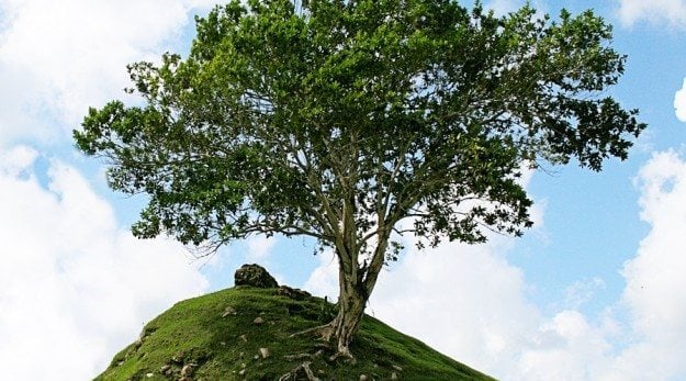 The 13-Year-Old Who Has The World Planting Trees - HoneyColony