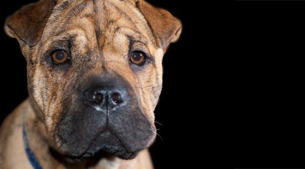 7 Life Lessons I've Learned From My Dog - HoneyColony