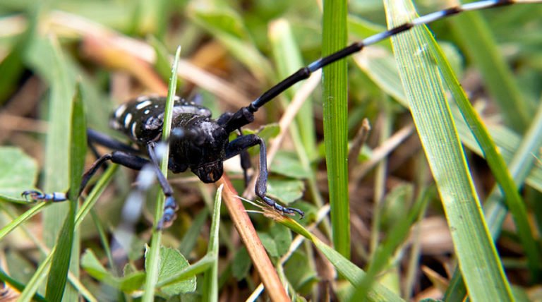 Beetle Excretions Used in Candy & Pill Coating