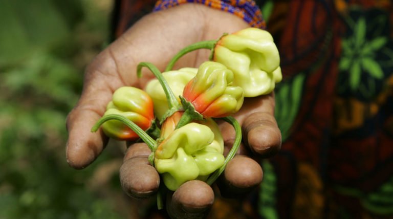 Mothers Of Pure Food, Rebirthing A Movement - HoneyColony