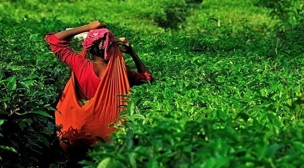 Teatulia: How Organic Tea Transformed A Bangladesh Community - HoneyColony