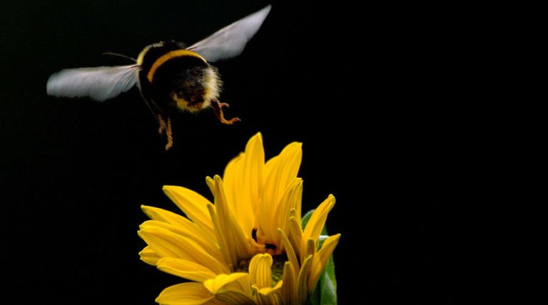 Insecticide Ban Urged After Bumblebee Deaths Surge