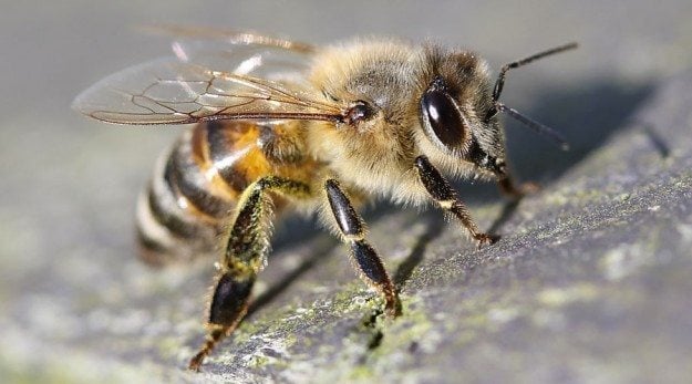 Insecticide Alters Honeybee Genes - HoneyColony