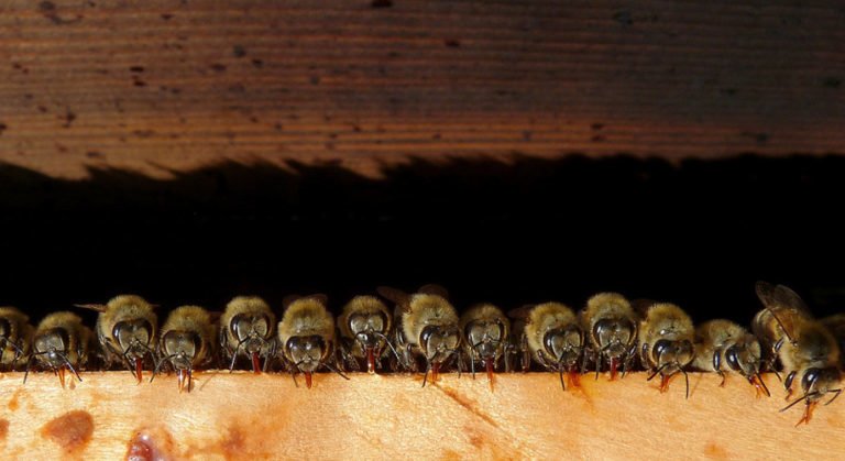 Top 10 Most Interesting Beehive Locations | HoneyColony