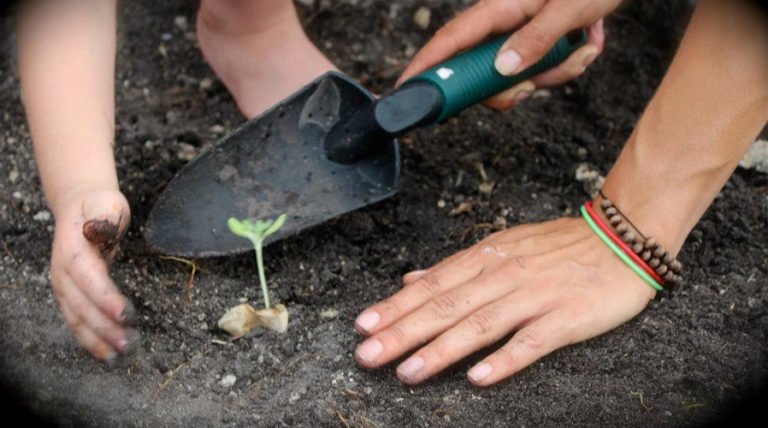 The Pollination Project: Spreading Seeds For Change - HoneyColony