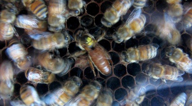Long Live The Queen Bee - HoneyColony