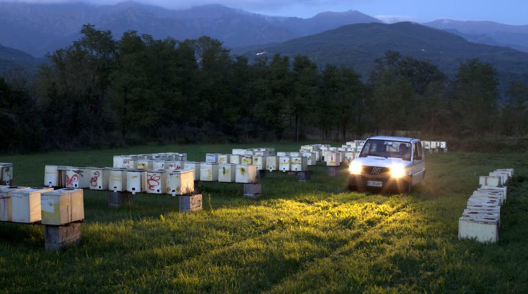 Bees In Italy: A Photographer's Journey - HoneyColony