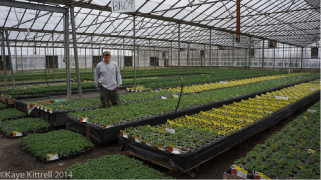 Were Plants In Your Garden Treated With Neonics? - HoneyColony