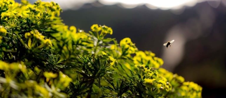 CCD Poster Boy David Hackenberg Loses 90% of His Bee Hives - HoneyColony