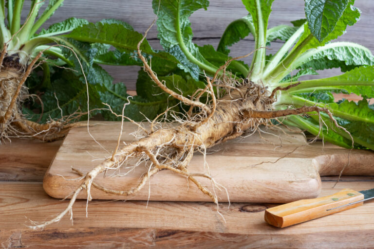 Teasel Root: An Amazing Herb to Heal | HoneyColony