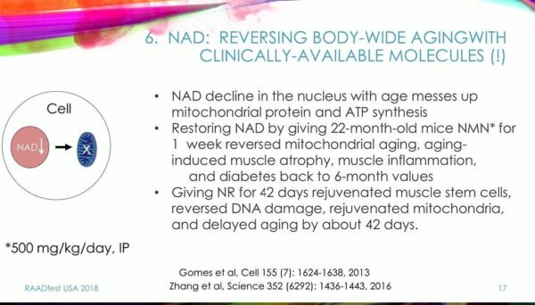 Mad For NAD+ -- 4 Ways To Reverse Aging | HoneyColony