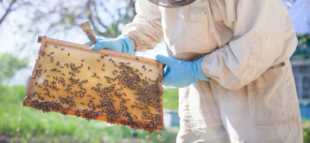 Ensure Honey Bee Health By Managing Healthy Colonies - HoneyColony